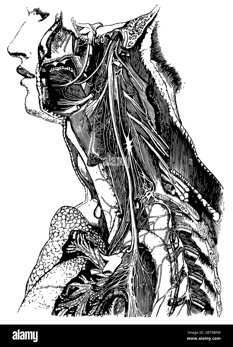 This illustration represents Trunk of the Pneumogastric Nerve, vintage ...