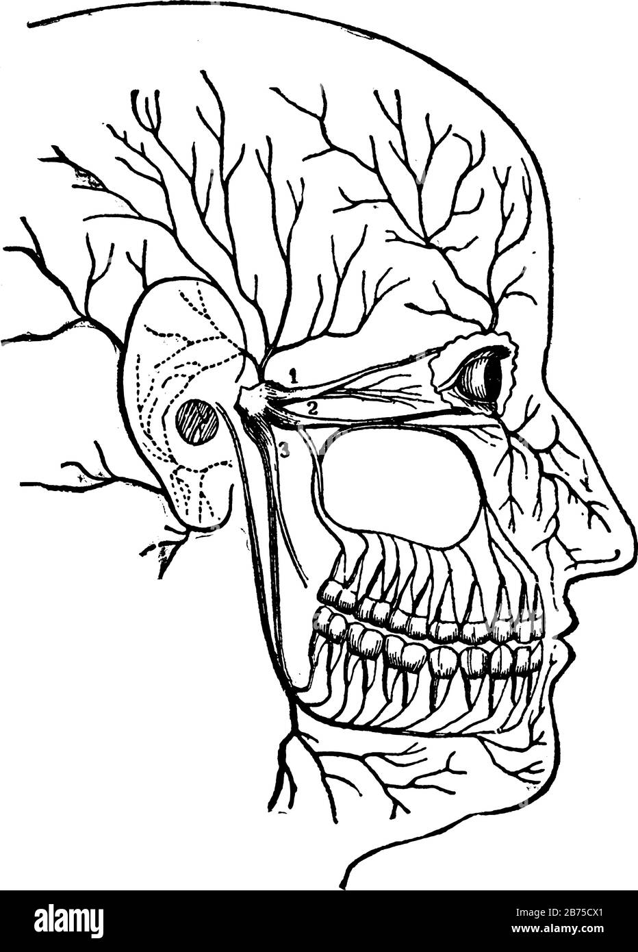 This illustration represents Nerves Leading to Teeth Roots, vintage ...