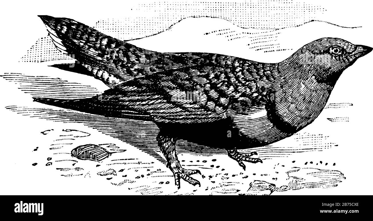 This illustration represents Sand Grouse, vintage line drawing or ...