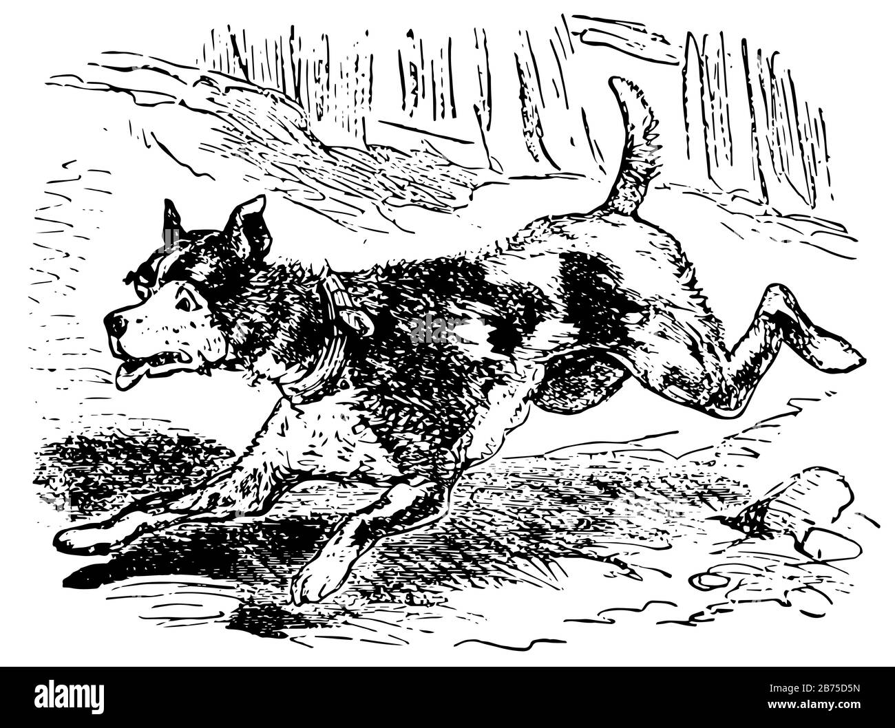 A dog is running, vintage line drawing or engraving illustration Stock ...
