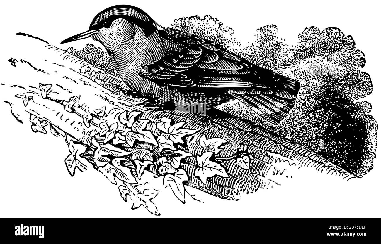 Common nuthatch Stock Vector Images - Alamy