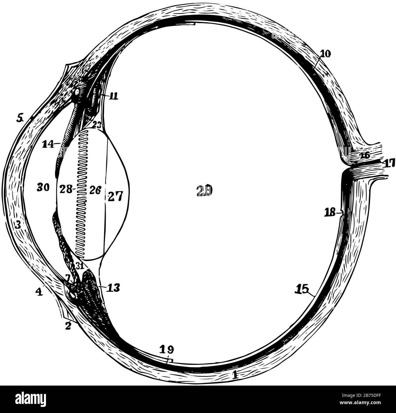 This illustration represents Left Eyeball in Horizontal Section ...
