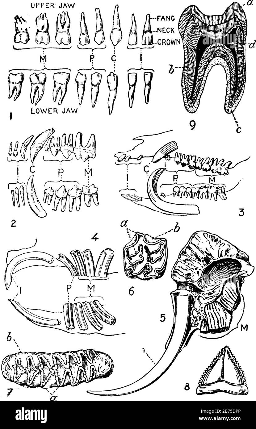 Section of skull of Indian elephant, showing dentition of right side ...