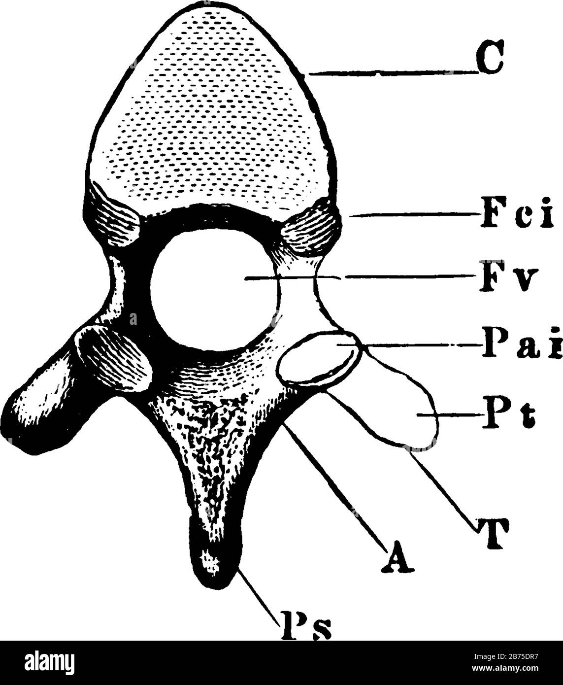 This illustration represents Thoracic Vertebra, vintage line drawing or ...