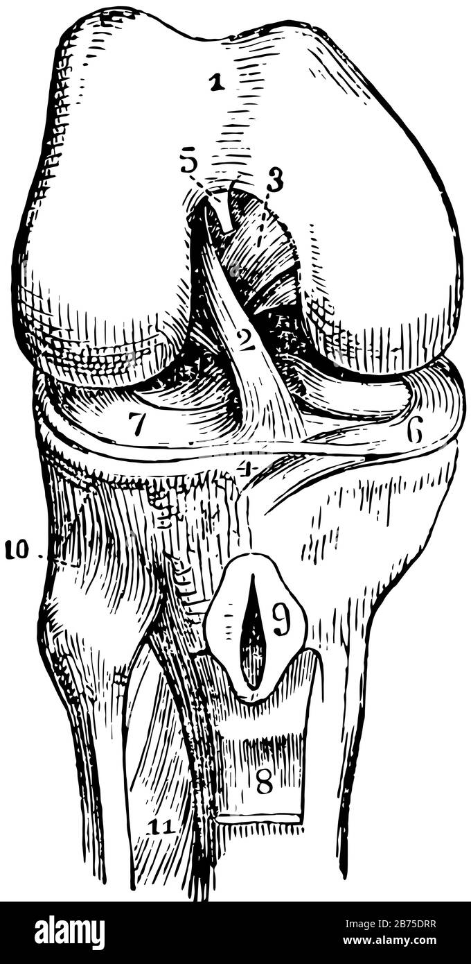 Knee joint drawing hi-res stock photography and images - Alamy