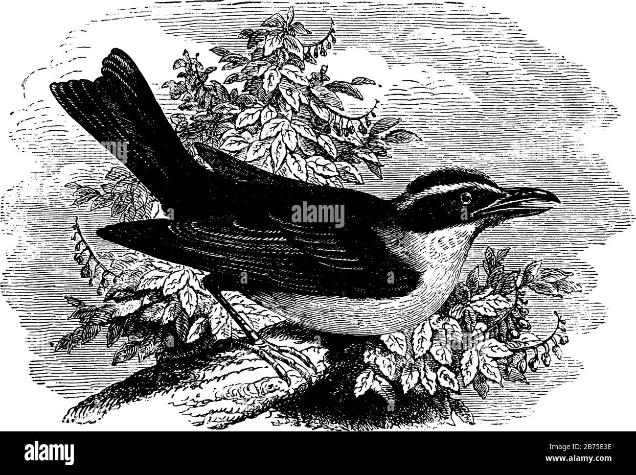 Tyrant flycatcher flycatcher Stock Vector Images - Alamy