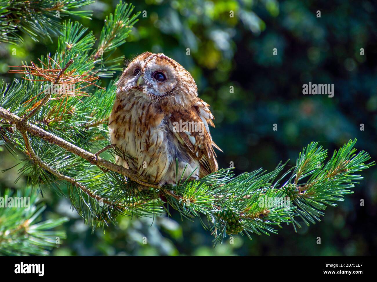 Baby barn owl hi-res stock photography and images - Alamy