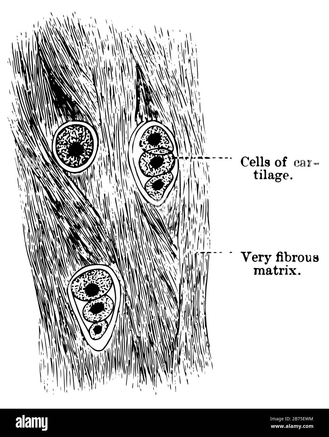 Cartilage is made up of string-like fiber and few cells, vintage line ...