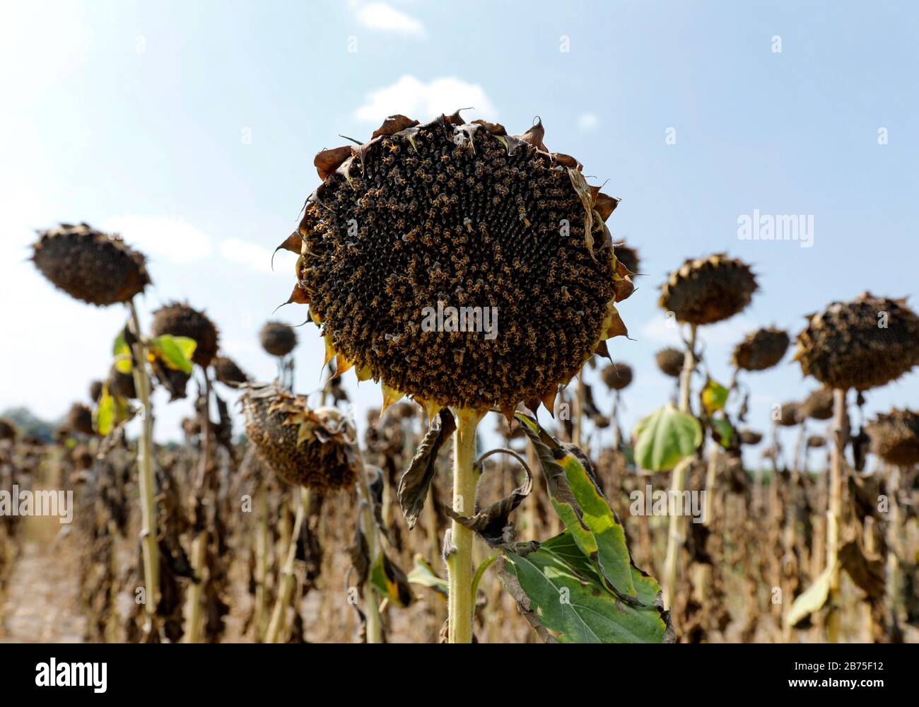 Crop 16 hi-res stock photography and images - Alamy