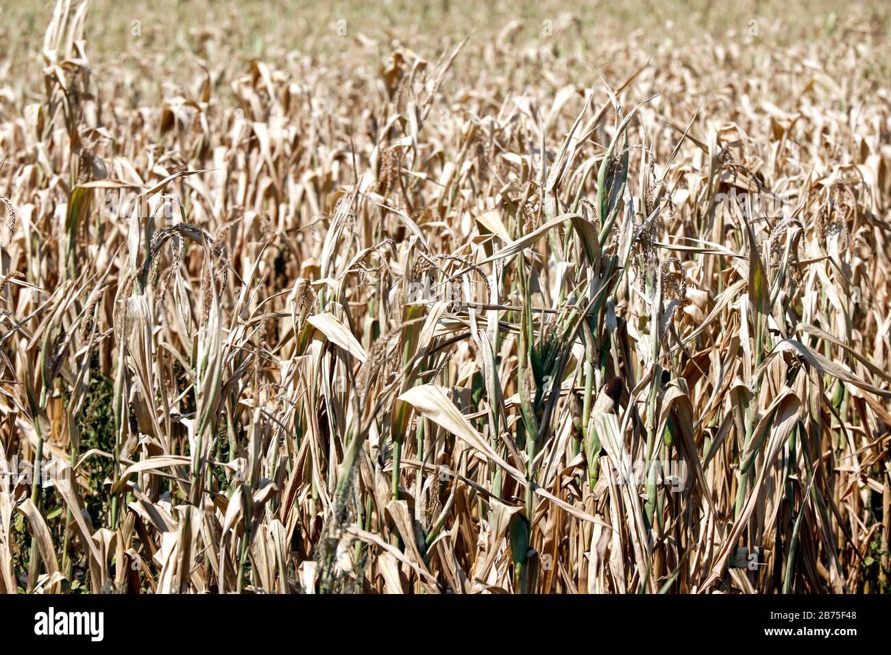 16 Corn High Resolution Stock Photography and Images - Alamy