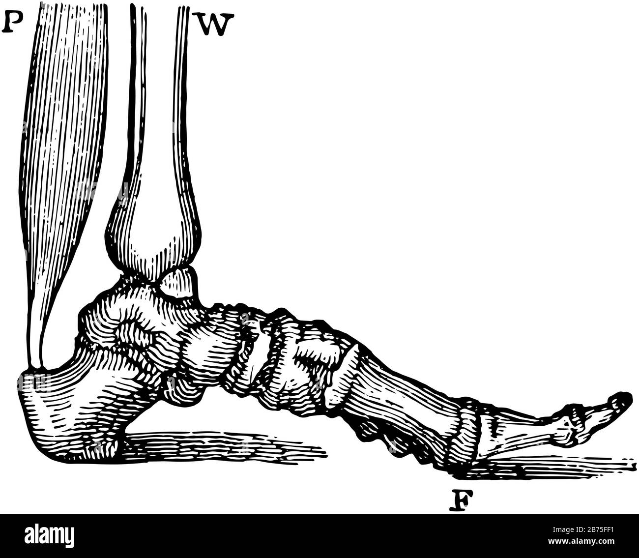 This illustration represents Heel Muscle, vintage line drawing or ...