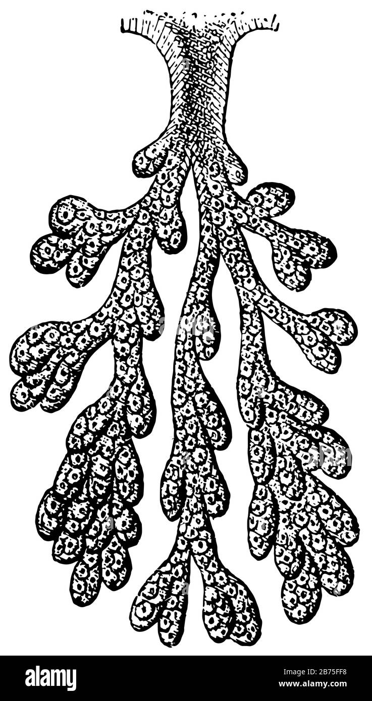 This diagram represents Gastric gland, vintage line drawing or ...