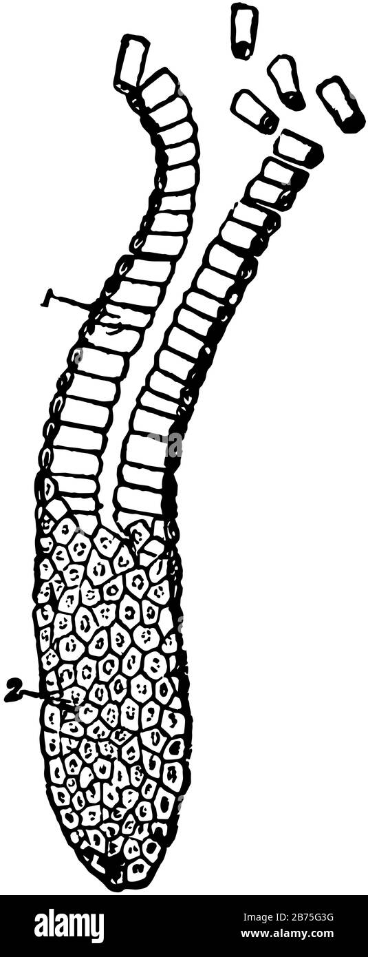 Simple Columnar Epithelium Drawing Pencil Drawingsketch Com Simple Columnar Epithelium Drawing Pencil Drawingsketch Com