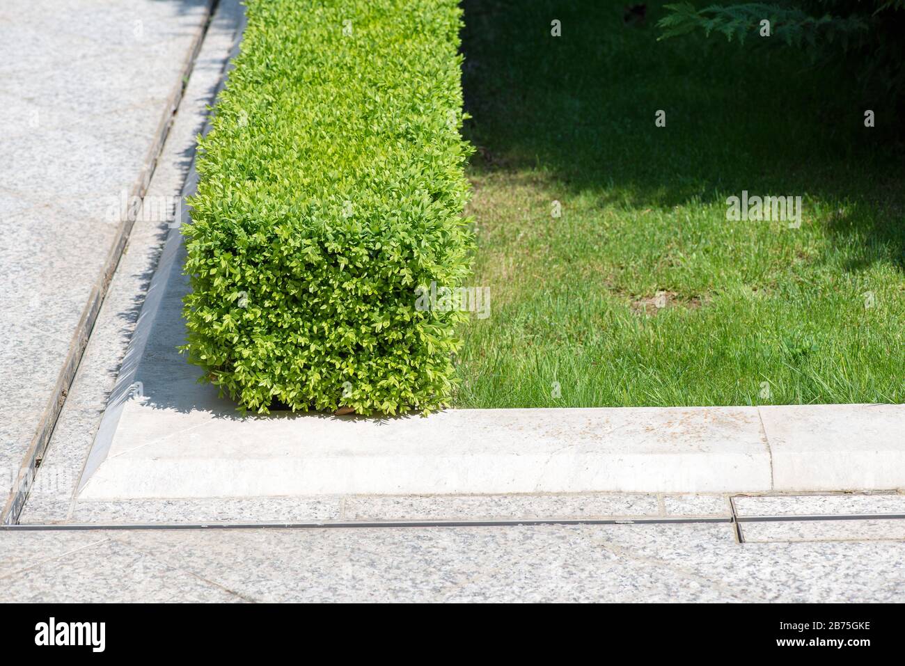 Boxwood front yard hi-res stock photography and images - Alamy