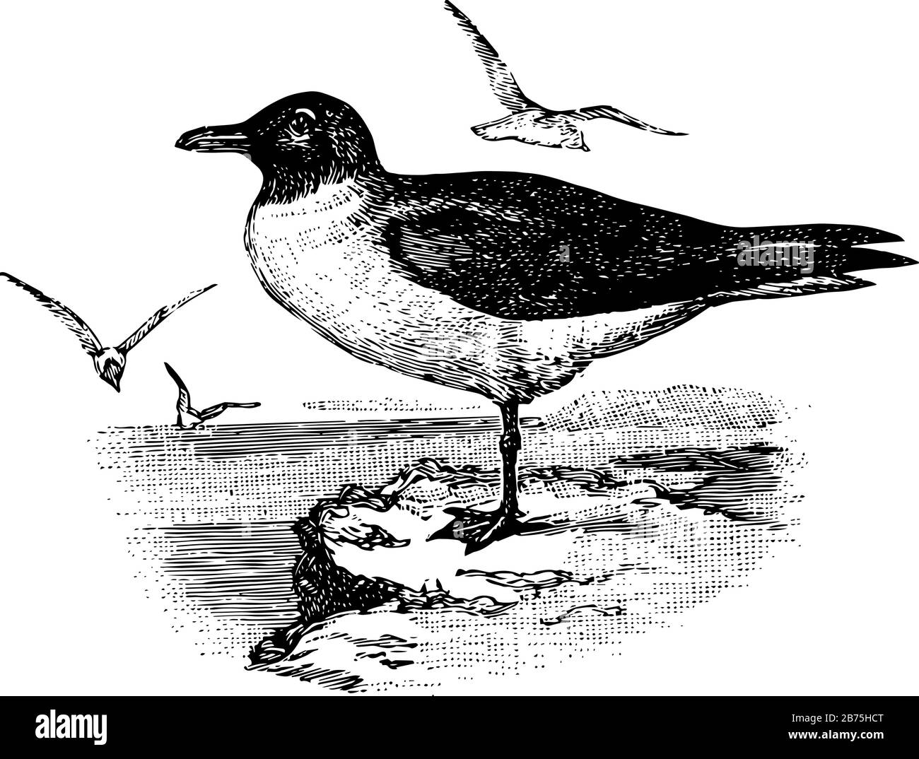 Hooded Gull is a small to medium sized gull, vintage line drawing or ...