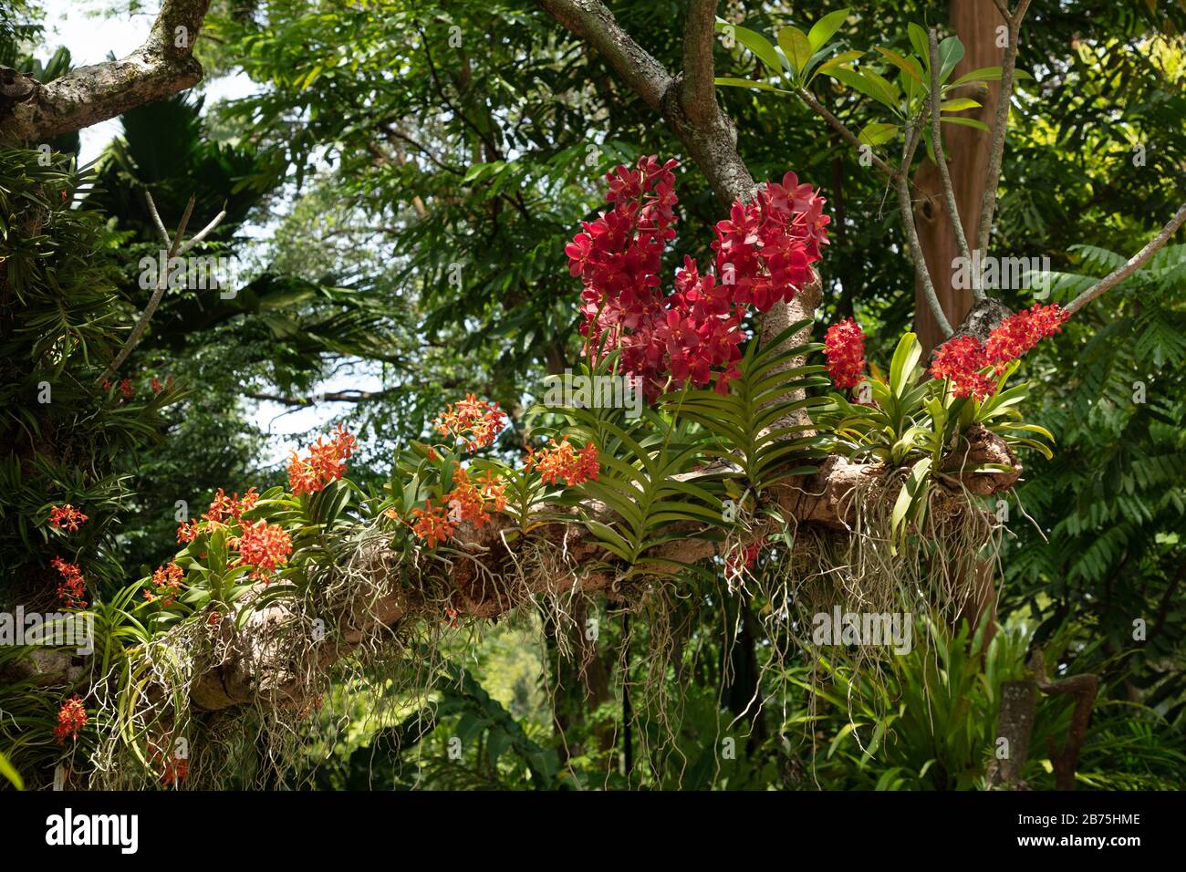 Orchids seen on tree branches in the National Orchid Garden of ...