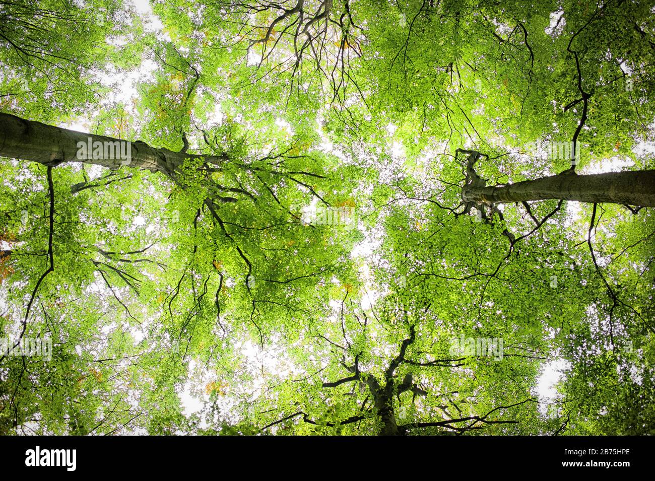 Giant beeches in the forest compartment Little angels. About two thirds ...