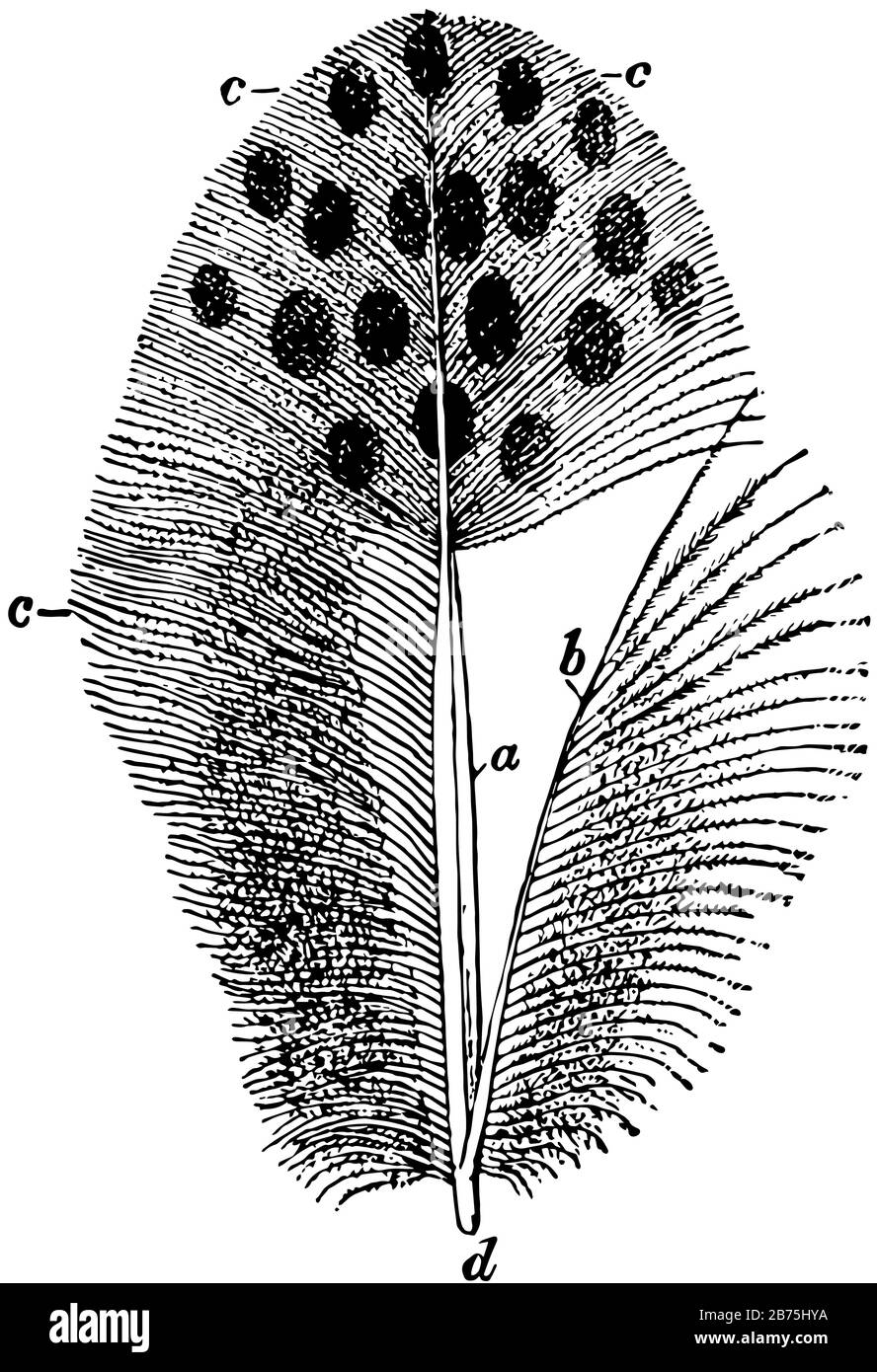 Right side view in Black and White Stock Photos & Images - Alamy