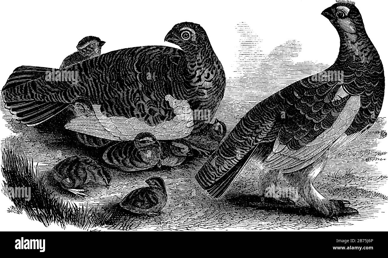 This image represents Willow Grouse, vintage line drawing or engraving ...