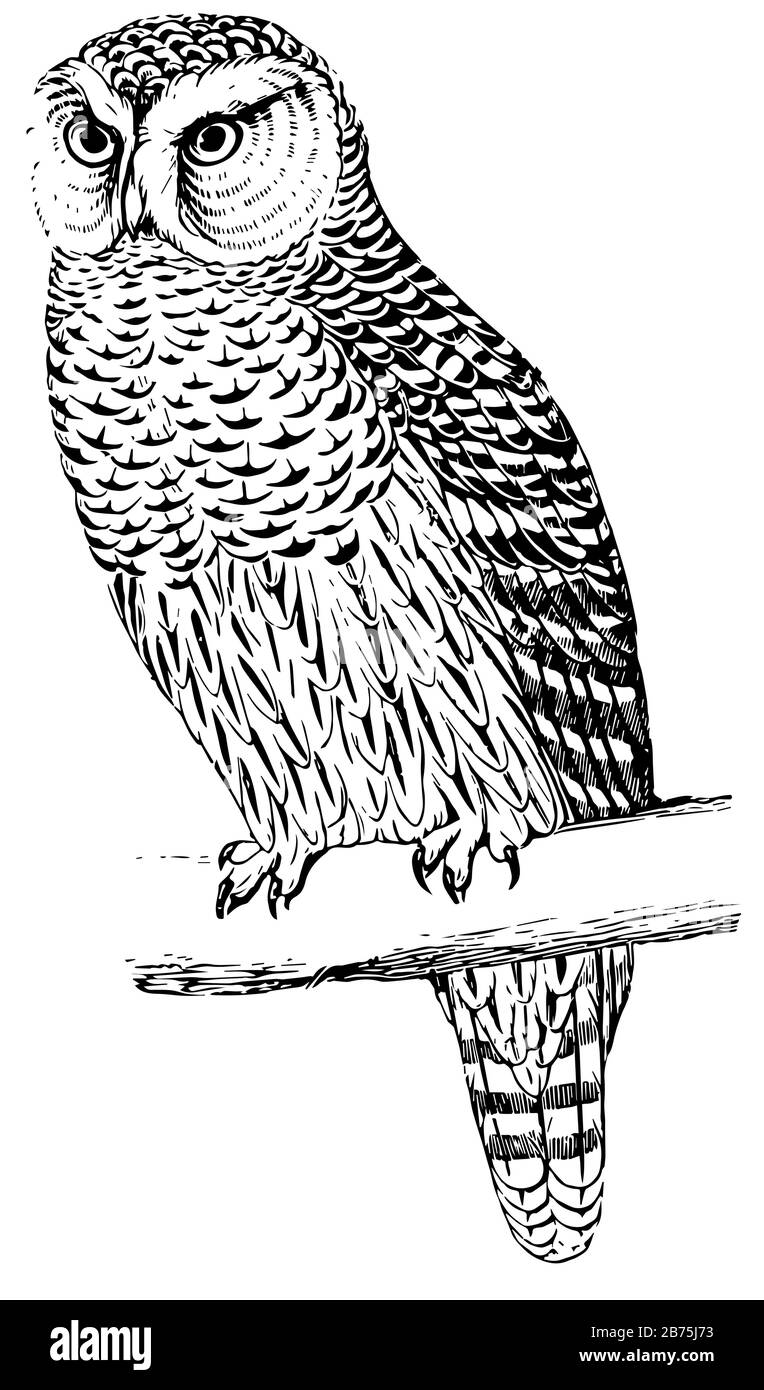 Vintage Owl Clip Art Black And White
