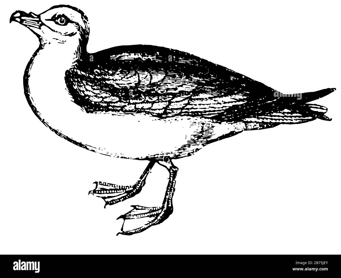 Petrel never dive and rarely swim, vintage line drawing or engraving ...