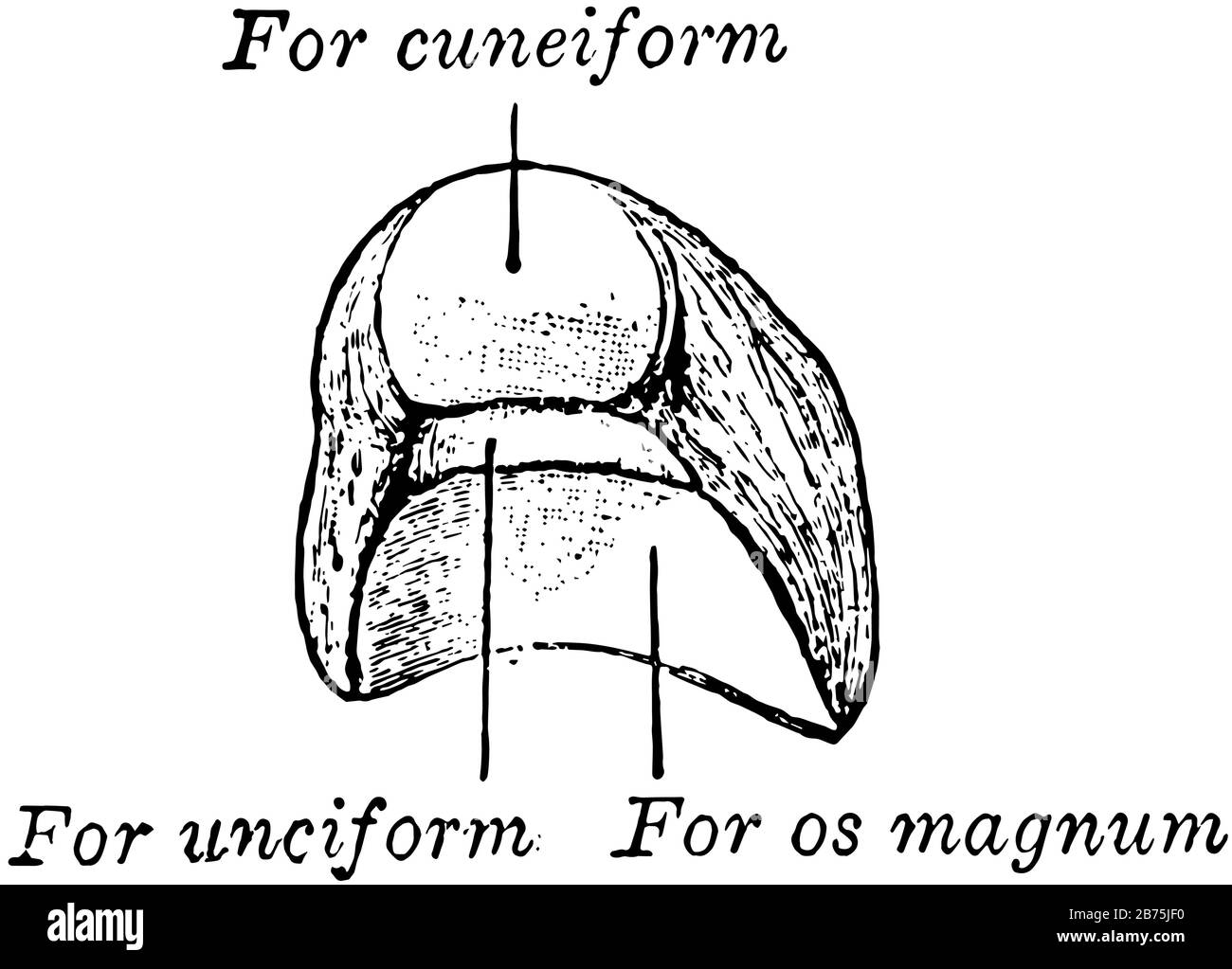 This diagram represents various section of Left Semilunar, vintage line ...