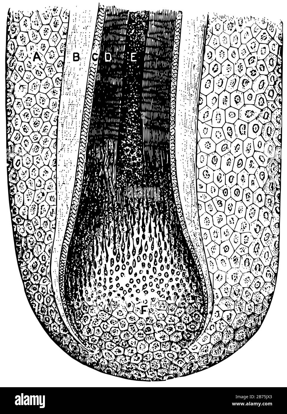 Illustration Represents Transverse Section Hair Follicle, 57% OFF