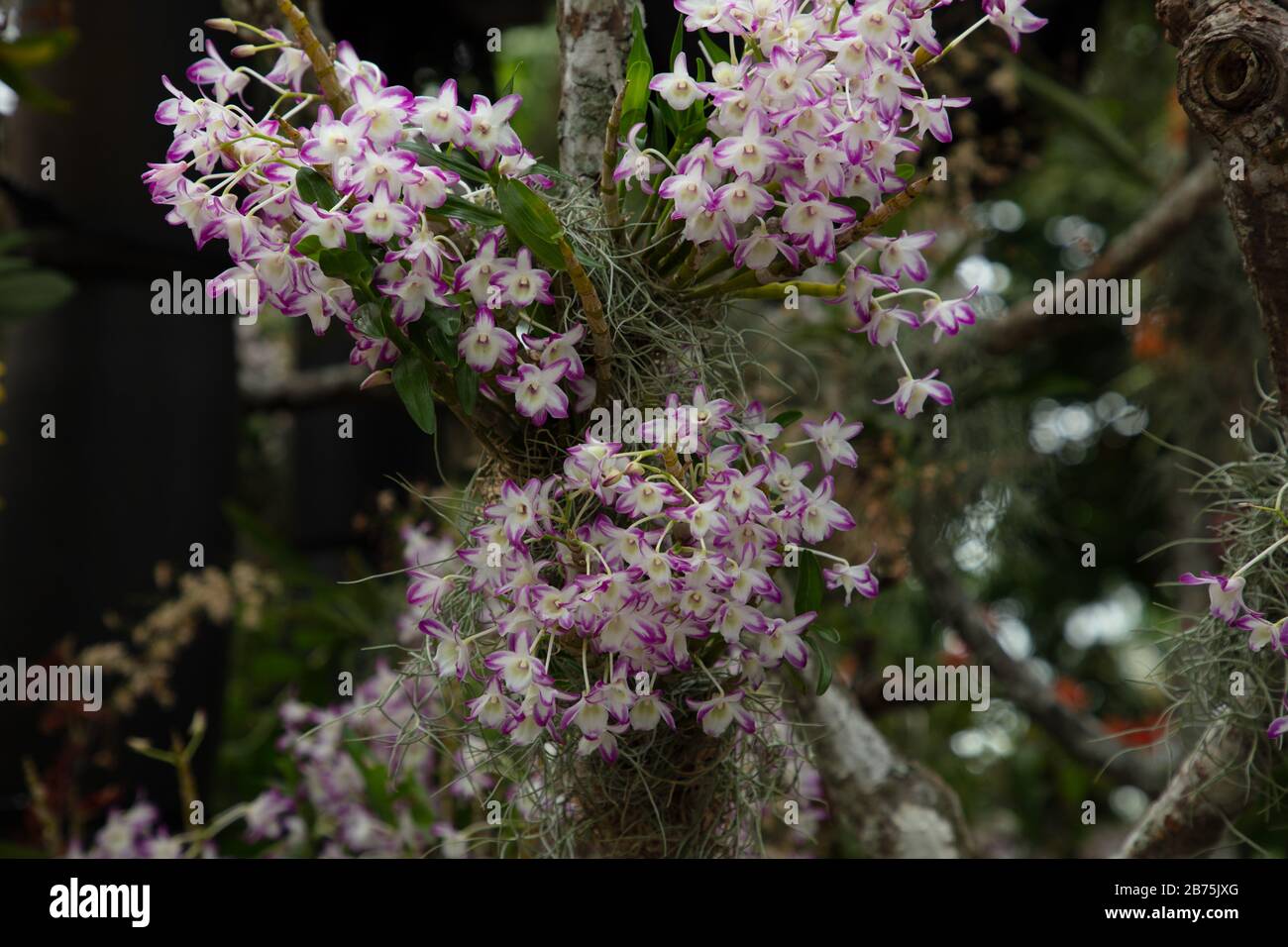 Orchids seen on tree branches in the National Orchid Garden of ...