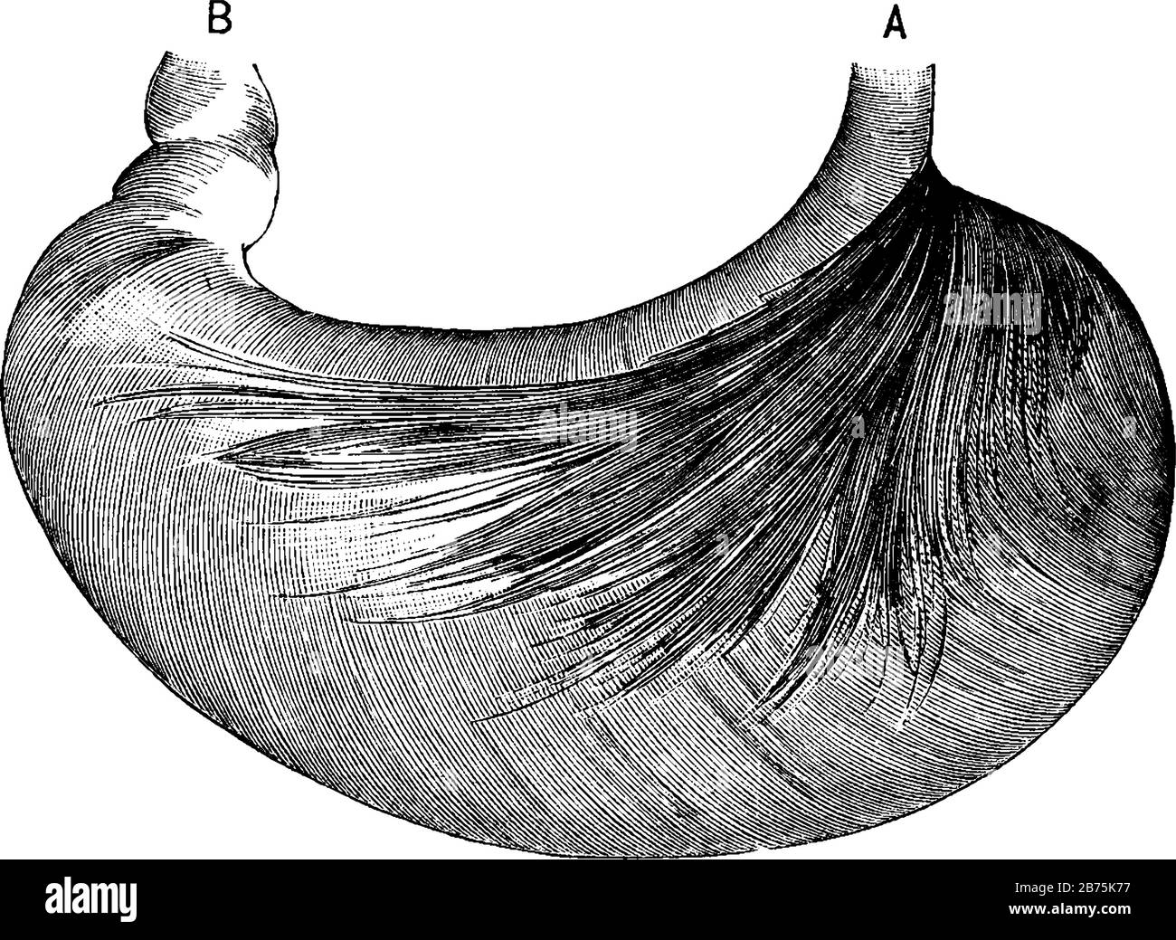This illustration represents Stomach, vintage line drawing or engraving ...