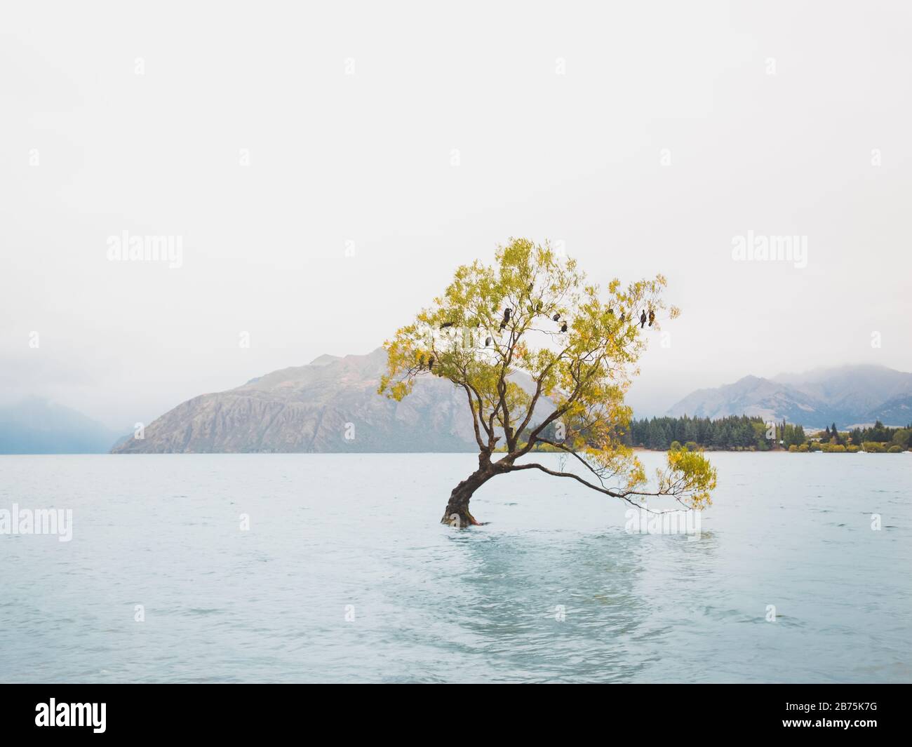 The Floating Tree in Wanaka New Zealand Stock Photo - Alamy