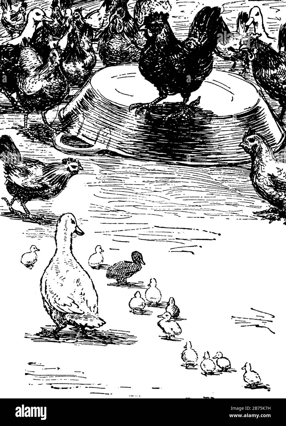 Ugly birds drawing hi-res stock photography and images - Alamy