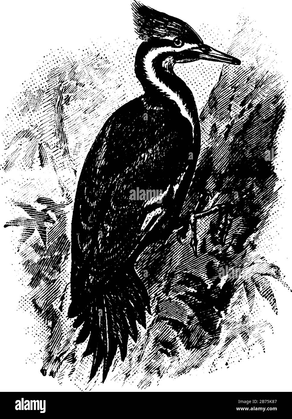 Pilated Woodpecker have the feathers of the pileum elongated, vintage ...