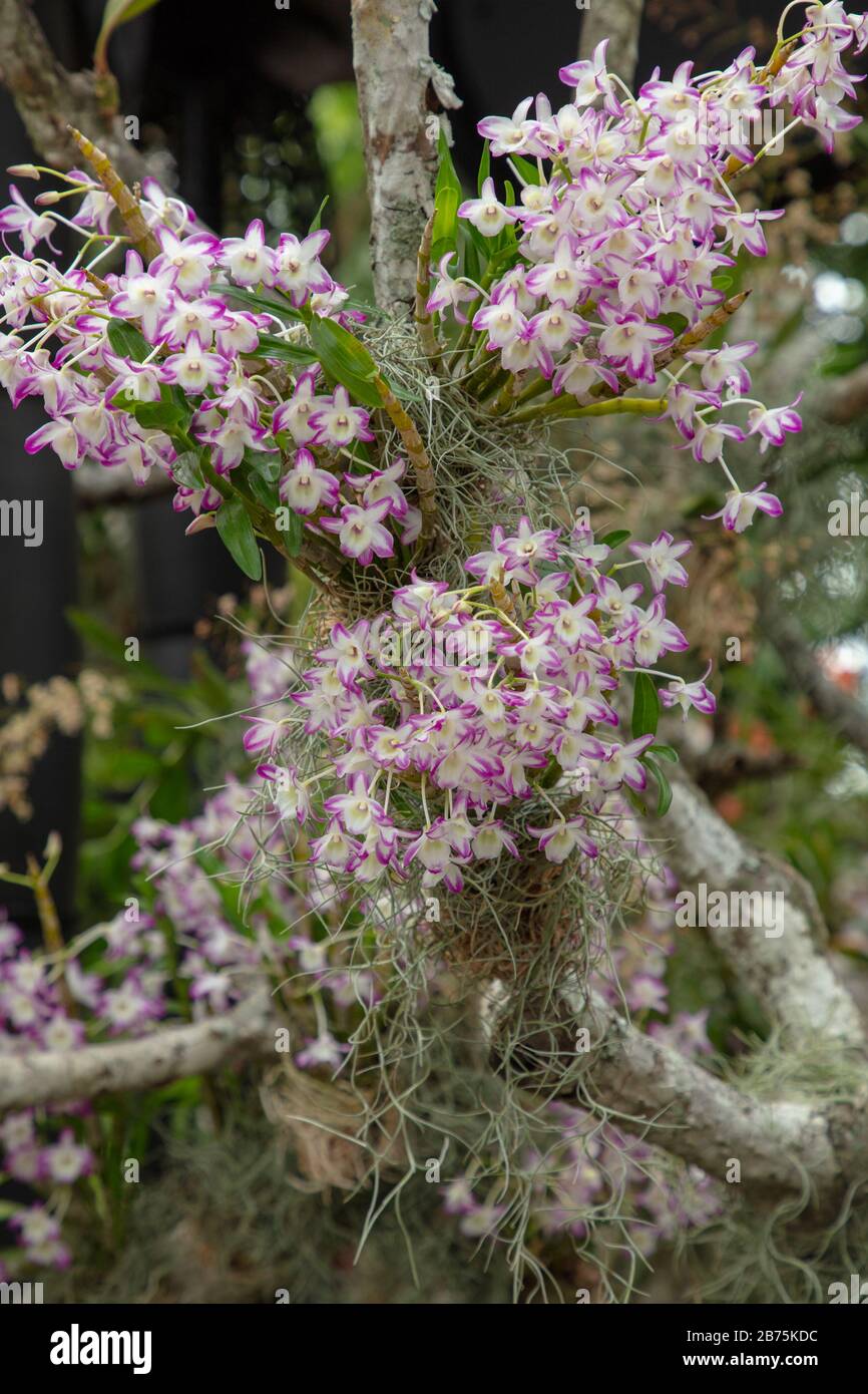 Pink orchid growing on a tree hi-res stock photography and images - Alamy