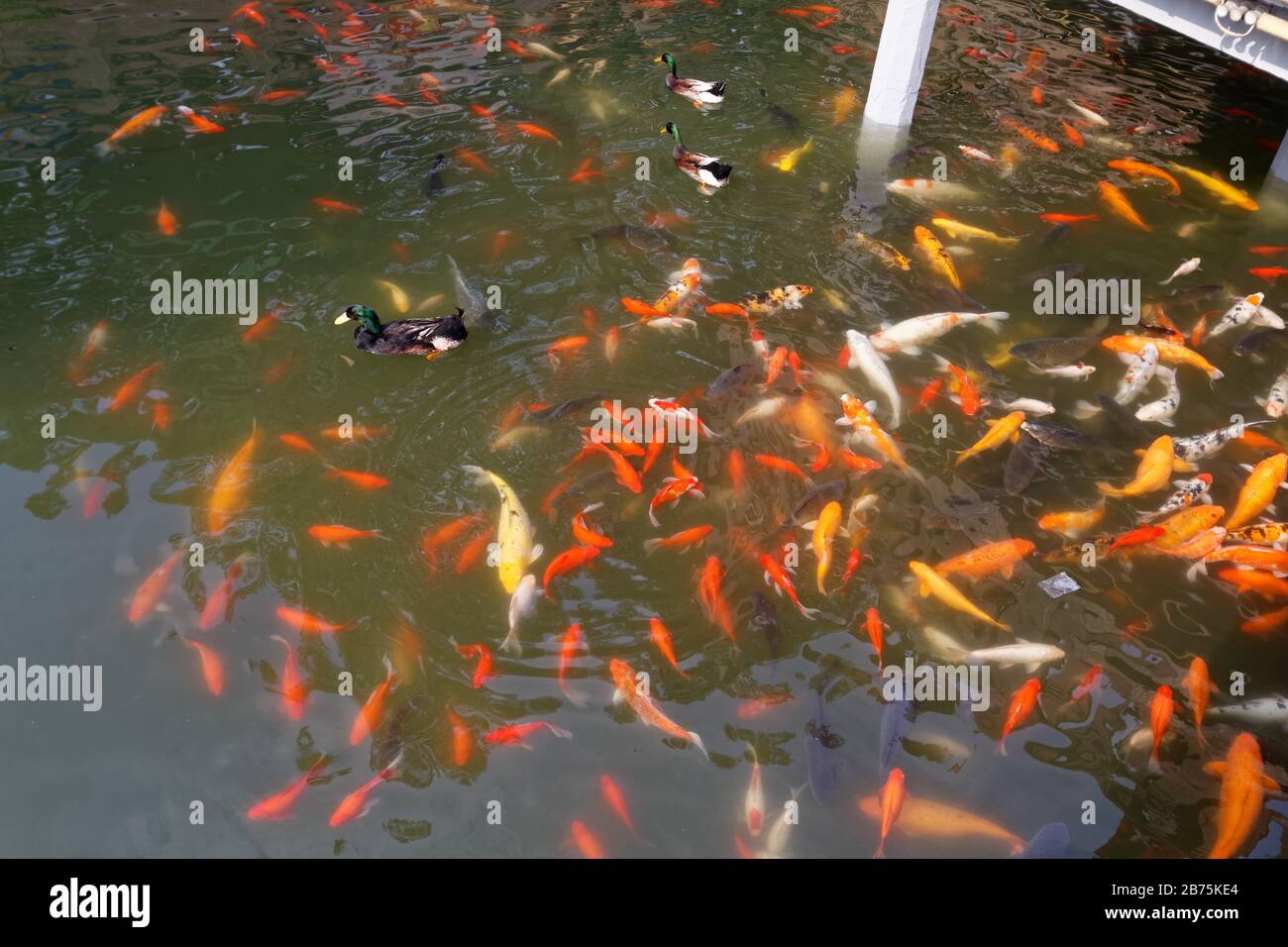 Drake and koi fish Stock Photo - Alamy