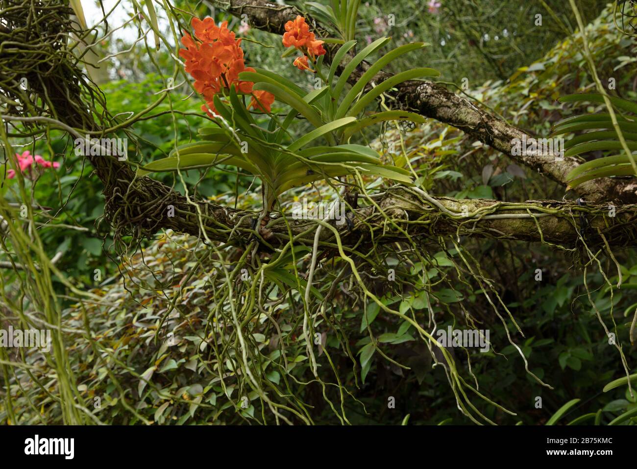 Orchids seen on tree branch Stock Photo - Alamy