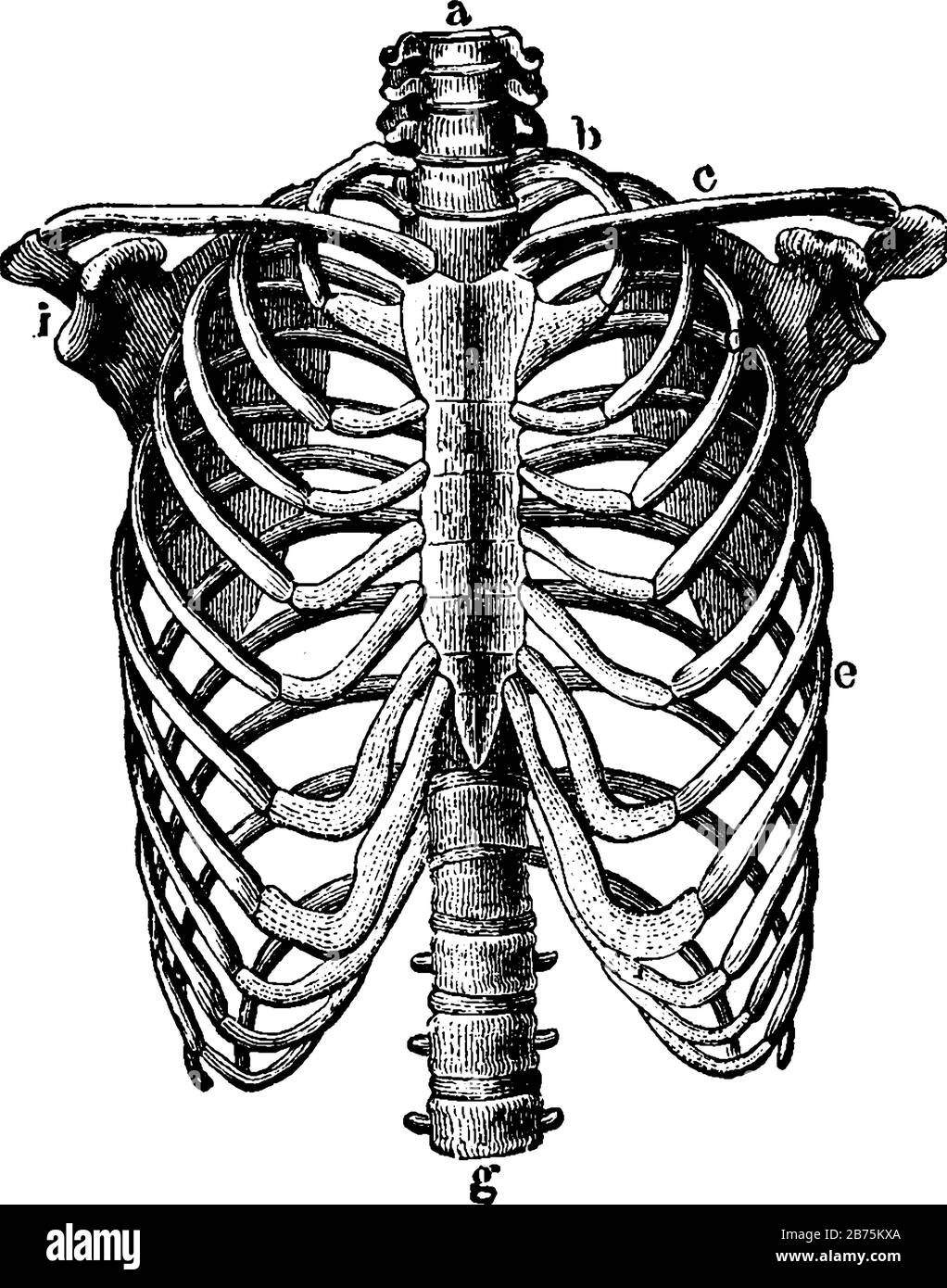 Draw Ribs Skeleton