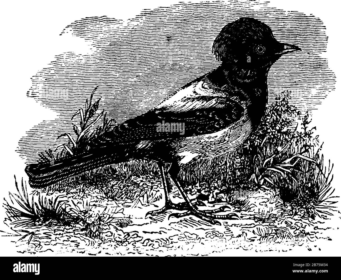 Pastor vector vectors hi-res stock photography and images - Alamy