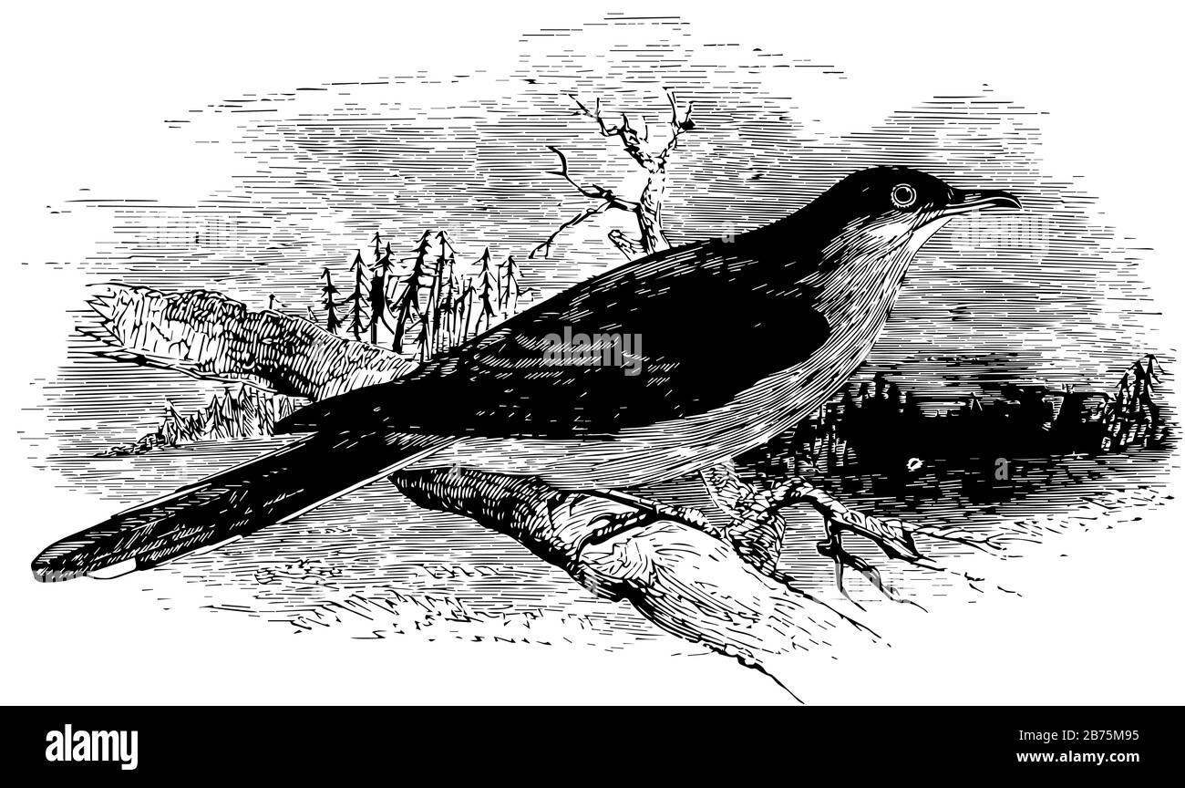 Black billed cuckoo is twelve and a half inches in length, vintage line ...