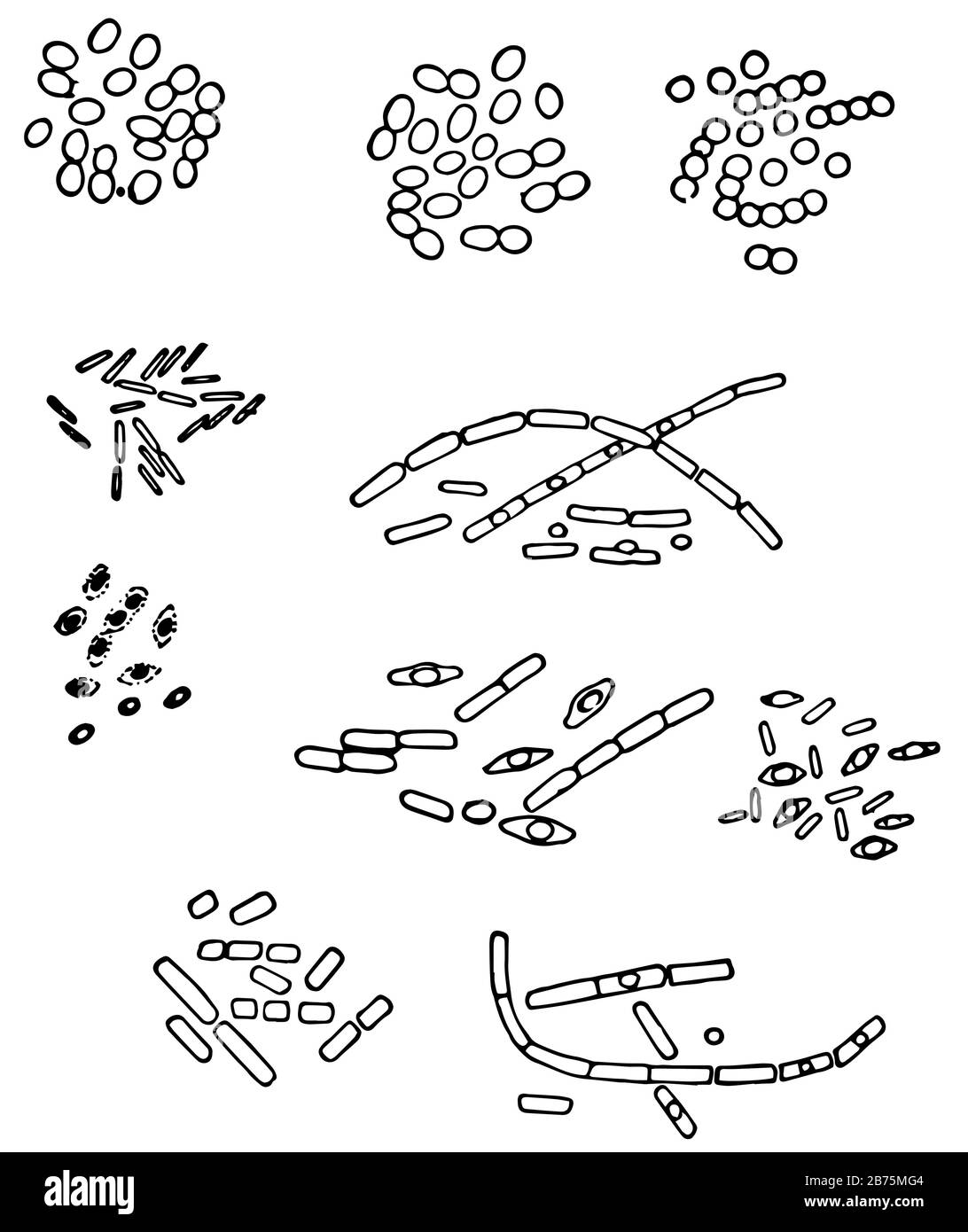 Different Kinds of Milk Bacteria and this is caused by a change in the ...