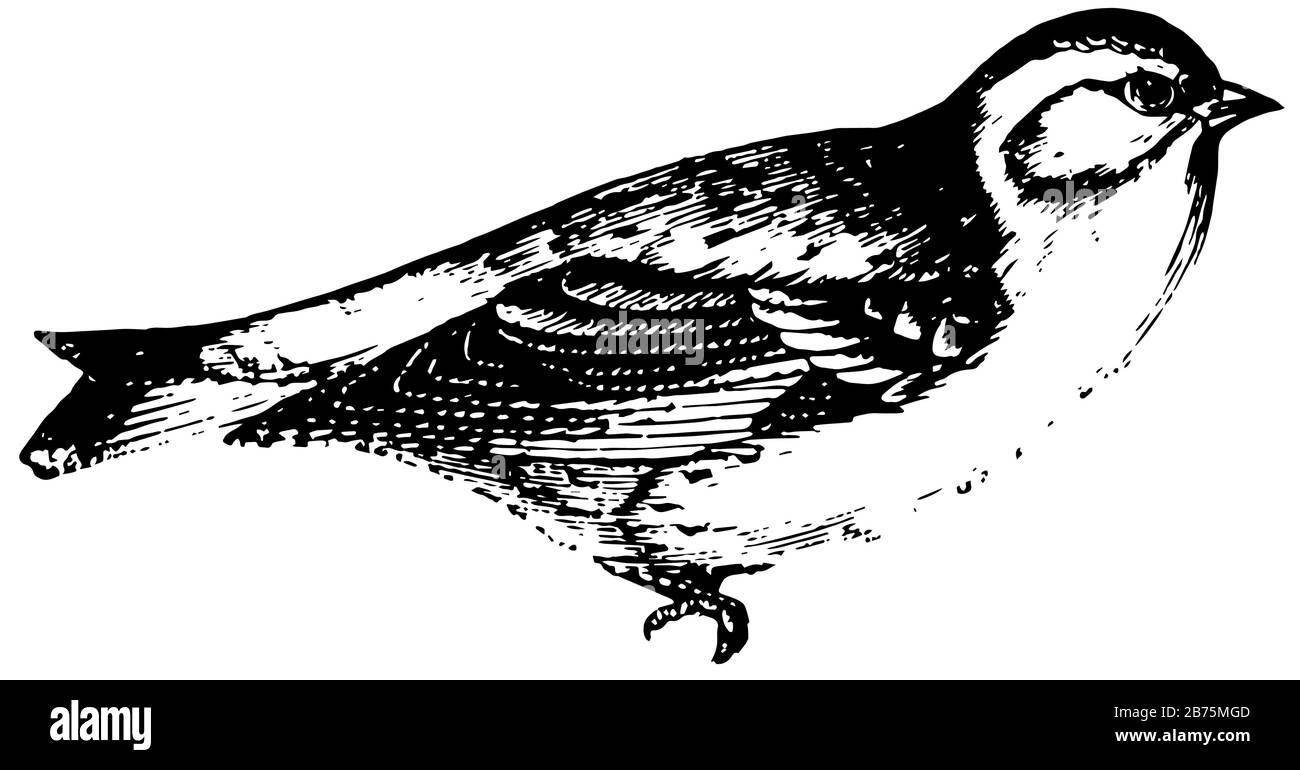 Finch has a melodious note, vintage line drawing or engraving ...