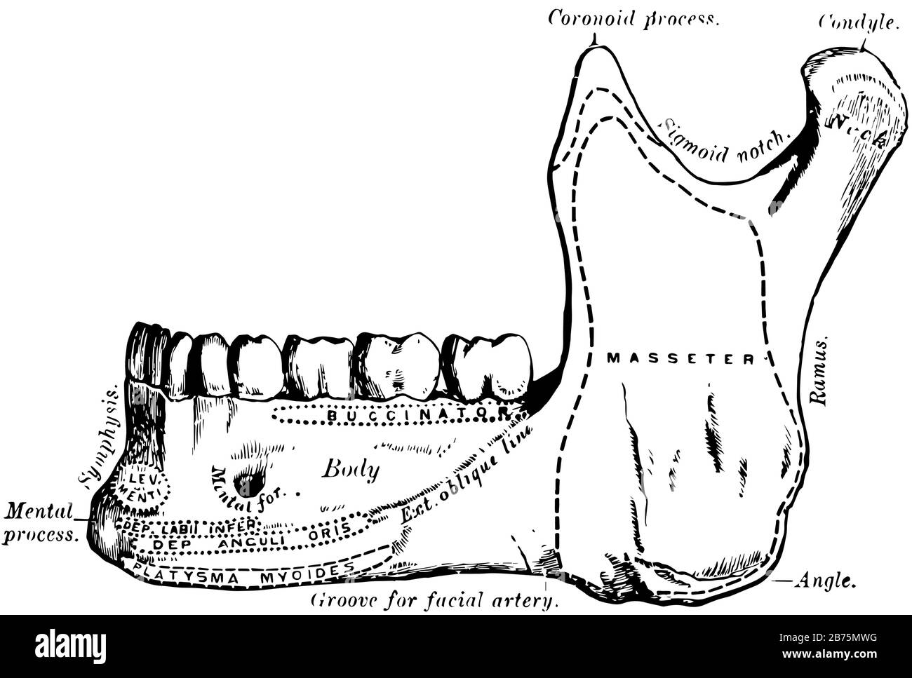 This illustration represents Mandible, vintage line drawing or ...