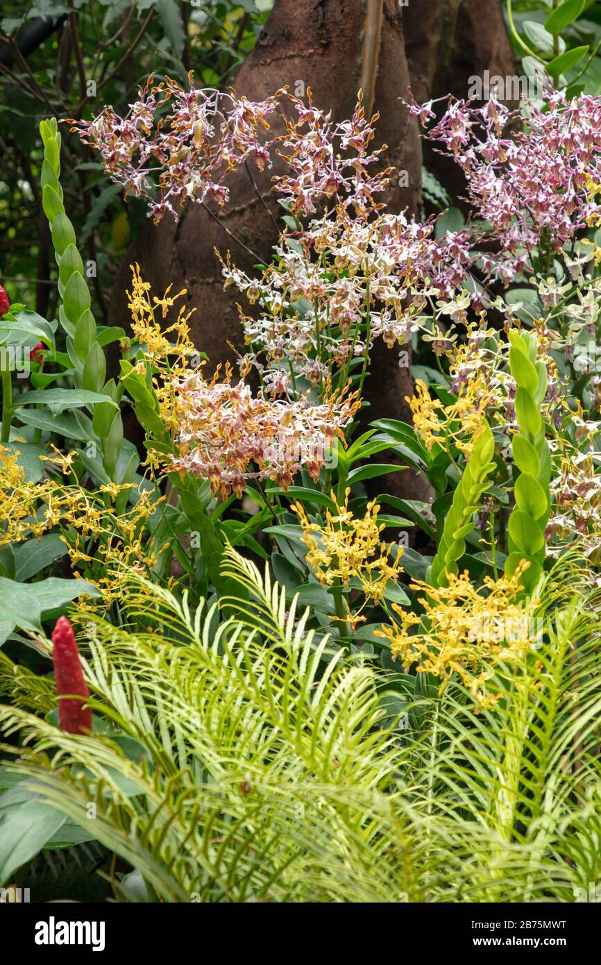 Orchids seen on tree branches in the National Orchid Garden of ...