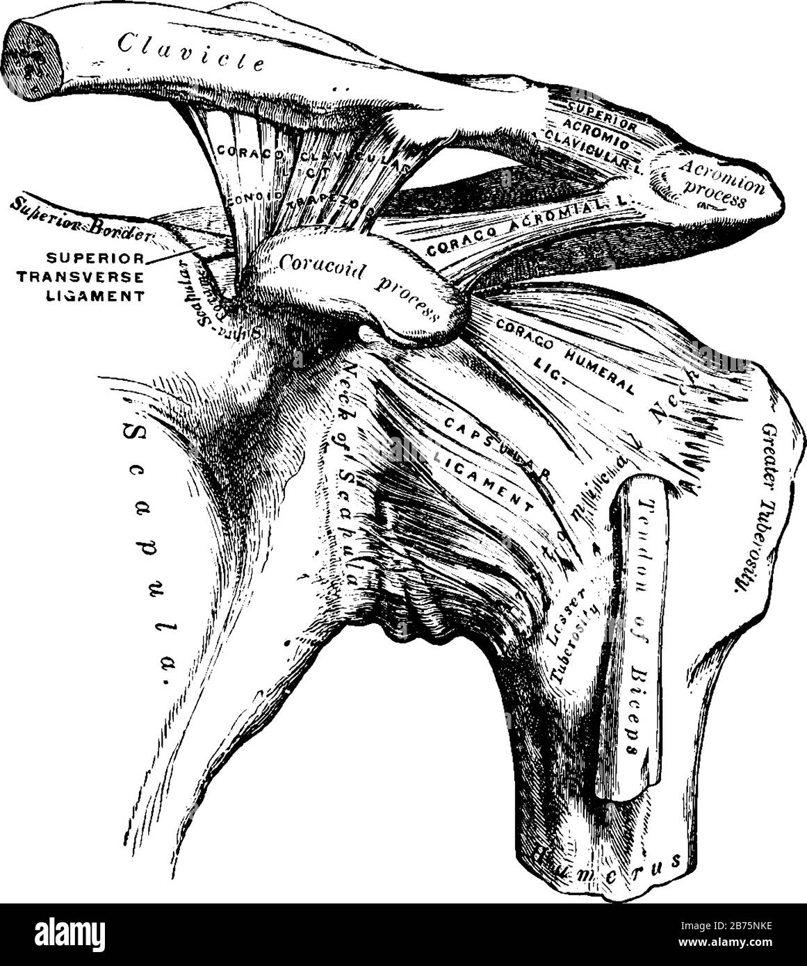 This illustration represents Shoulder, vintage line drawing or ...