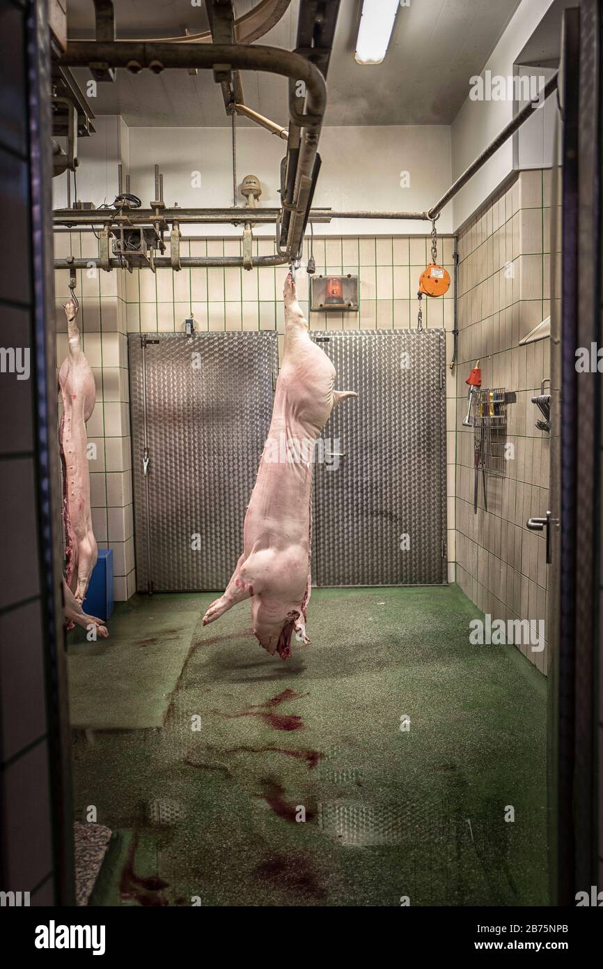 Day of slaughter at the Lohmer butchery in Wurmannsquick in the Rottal ...