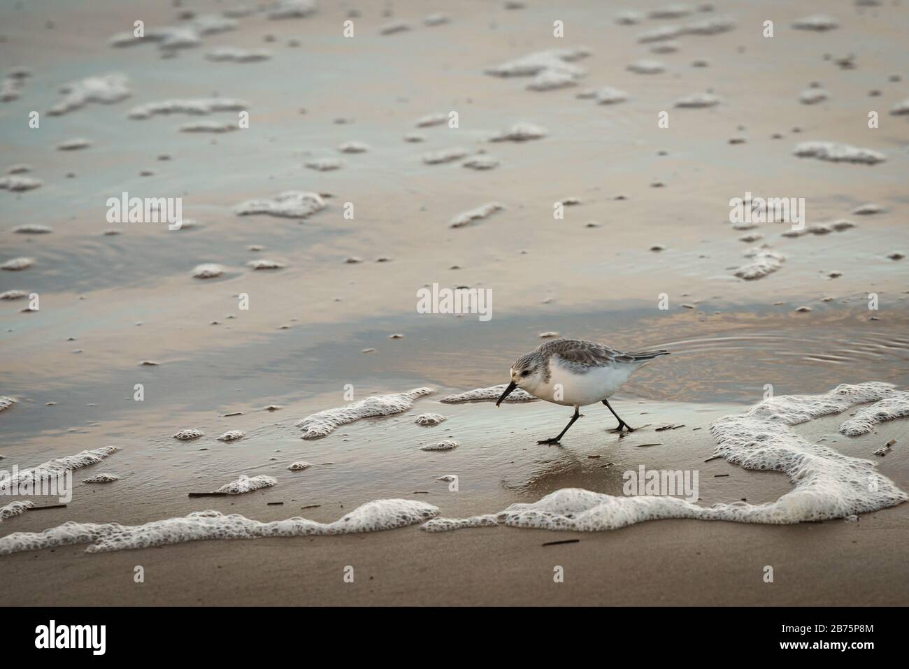 Birds of ireland hi-res stock photography and images - Alamy
