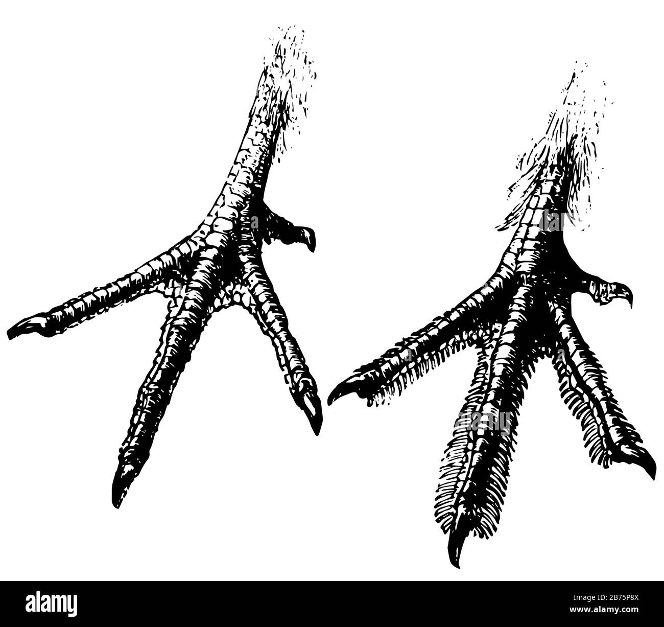 This image represents Grouse Feet, vintage line drawing or engraving ...