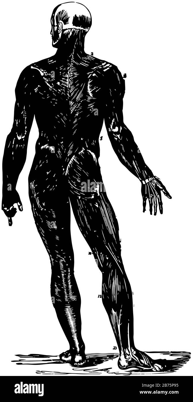 This illustration represents Back View of the Muscles of the Body ...