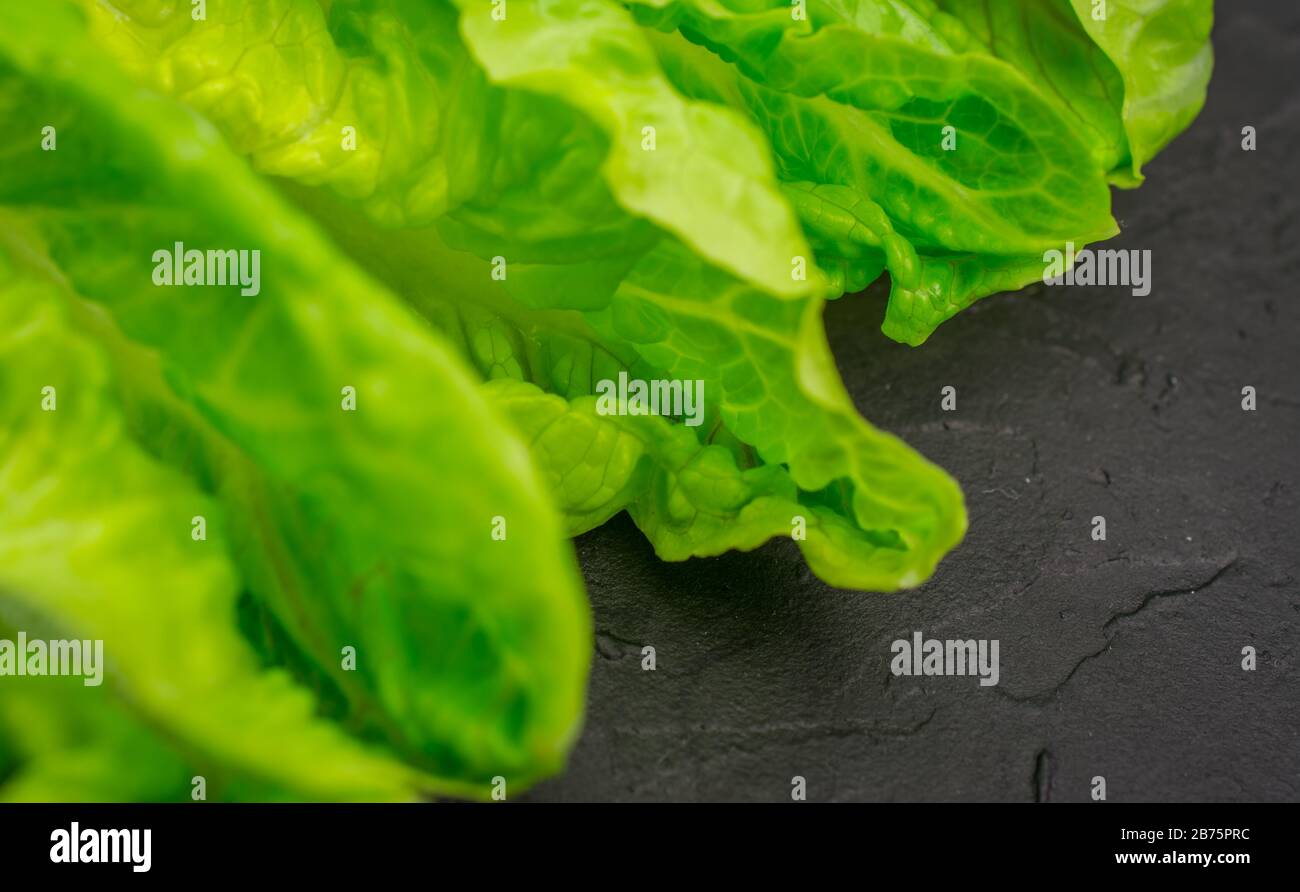 Green crispy lettuce on black background Stock Photo - Alamy