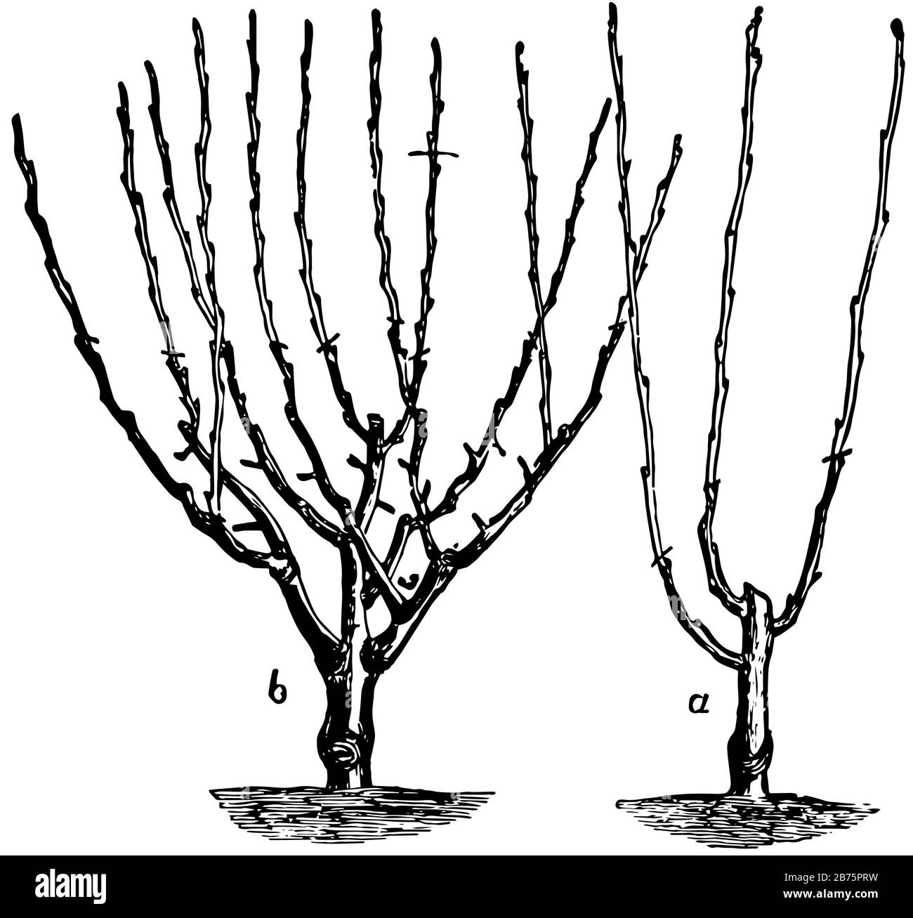 This illustration represents procedure of dwarf Tree Pruning, vintage ...
