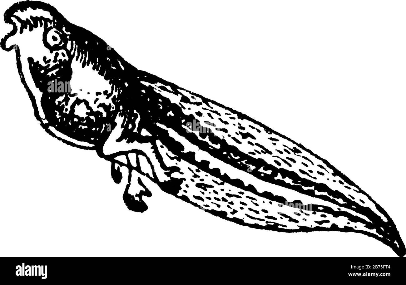 Tadpole is the larva of the anurous amphibia, vintage line drawing or ...